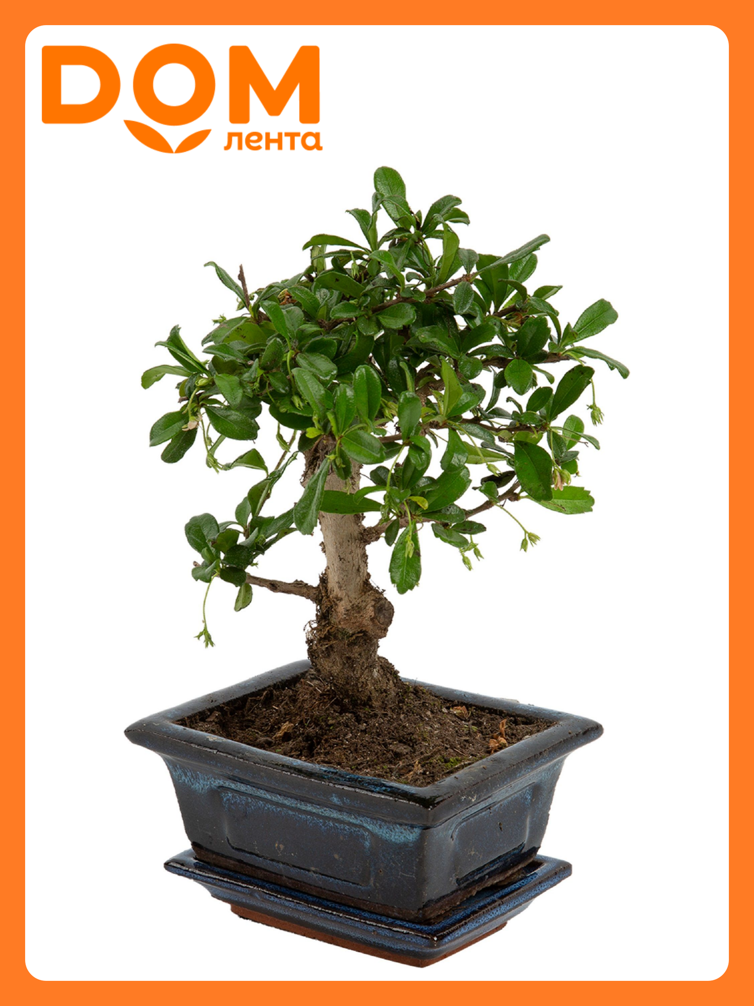 Бонсаймикс FLORA GROUP D12 H20, настольный, декоративно-лиственный, высота 12 см