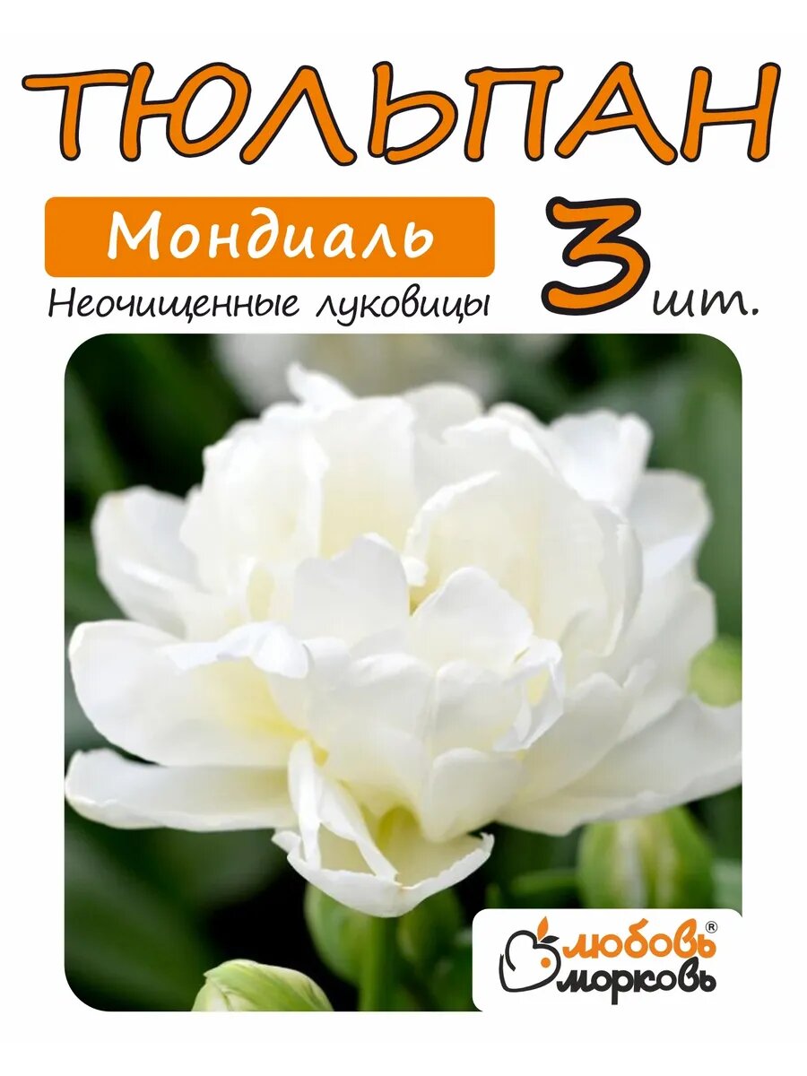 Тюльпан Луковица, Мондиаль, 3+ шт