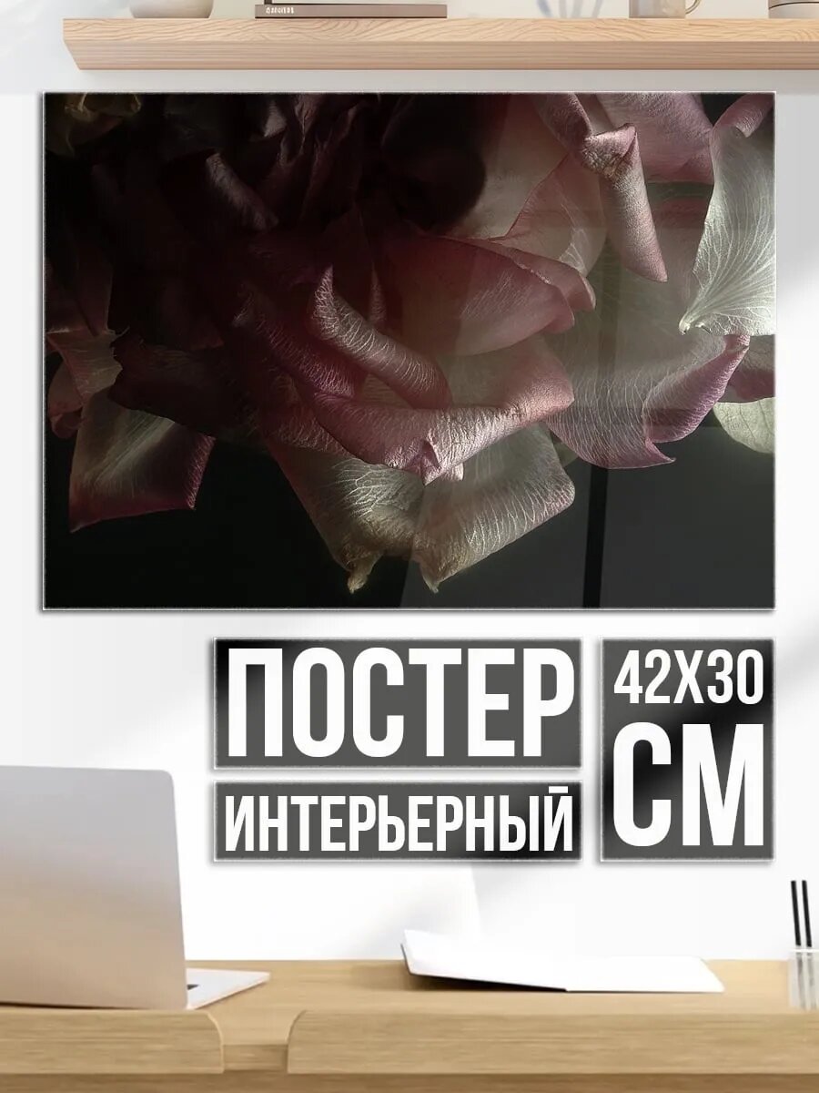 Плакат постер Розовые лепестки розы