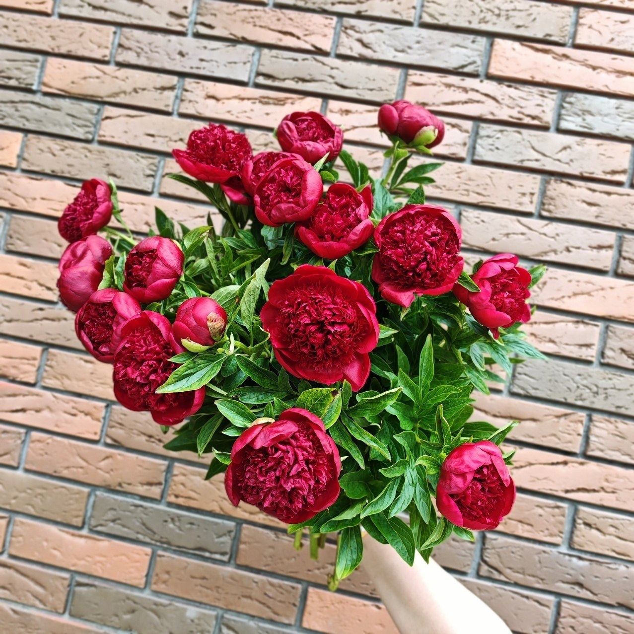 Букет из 15 красных кустовых пионов. Ароматные пионы