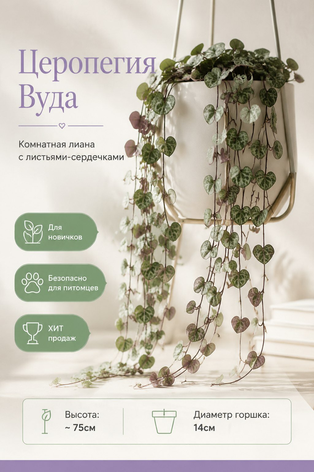 Суккулент Церопегия Вуда (Ceropegia Woodii) в кашпо, Комнатное ампельное растение, "Нить Любви"