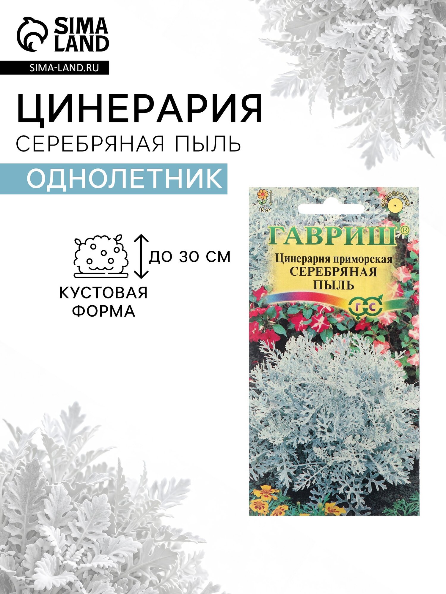 Семена цветов Цинерария приморская «Серебряная пыль» 0.05 г