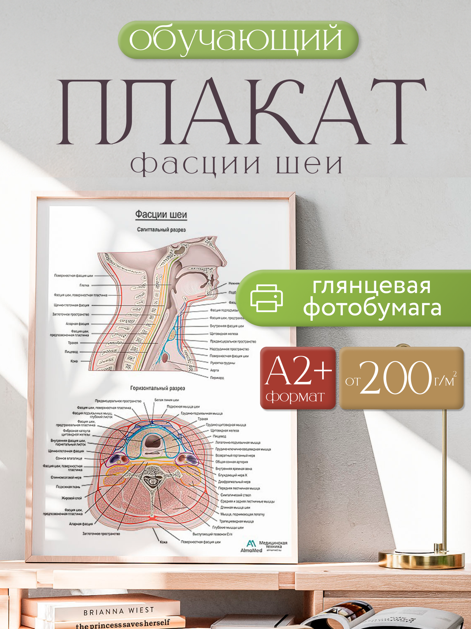 Обучающий плакат "Фасции шеи", размер А2+, глянцевая фотобумага от 200г/м2