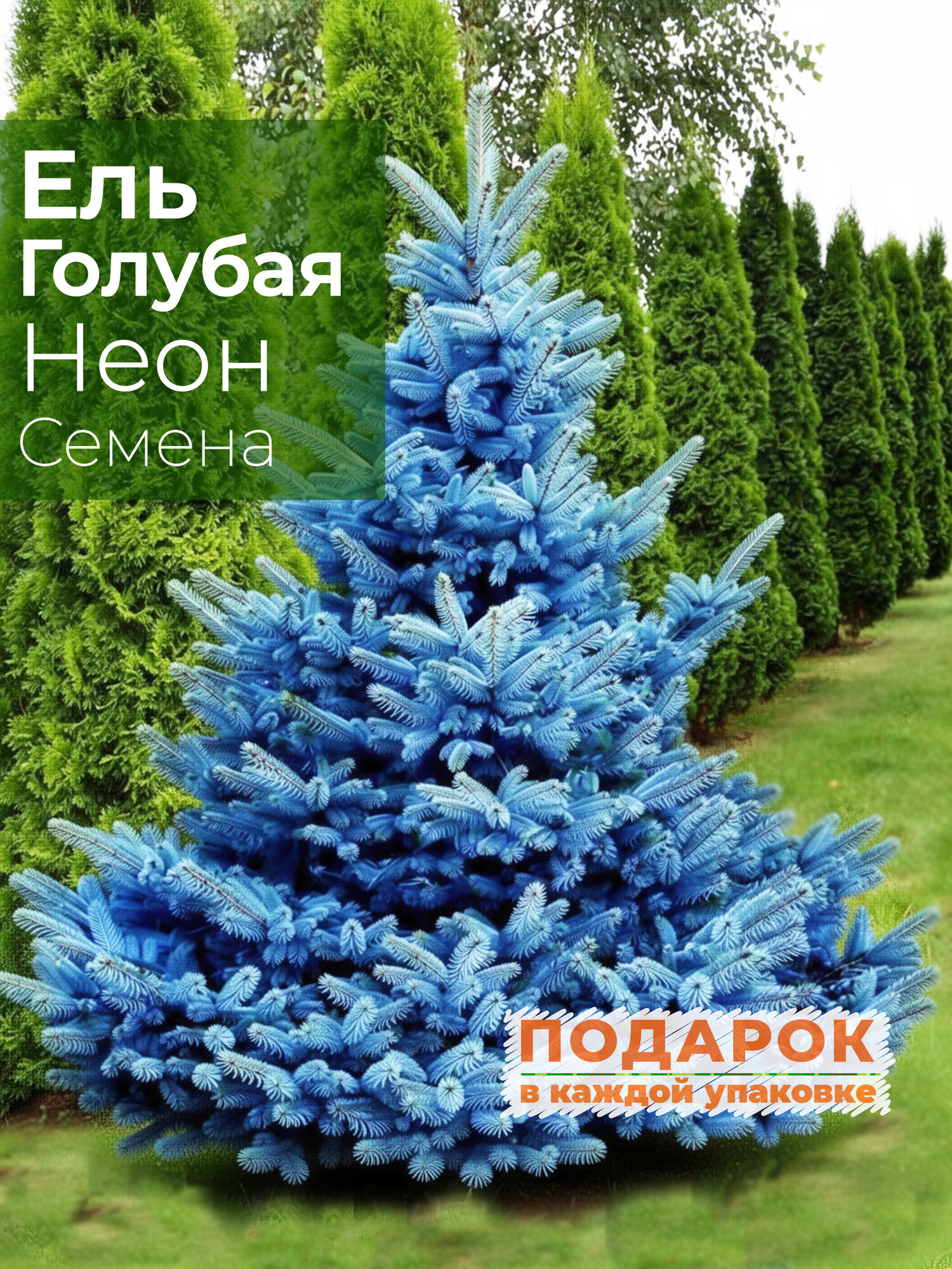 Ель Голубая Неон, Семена 50 шт, семена хвойных растений, семена деревьев