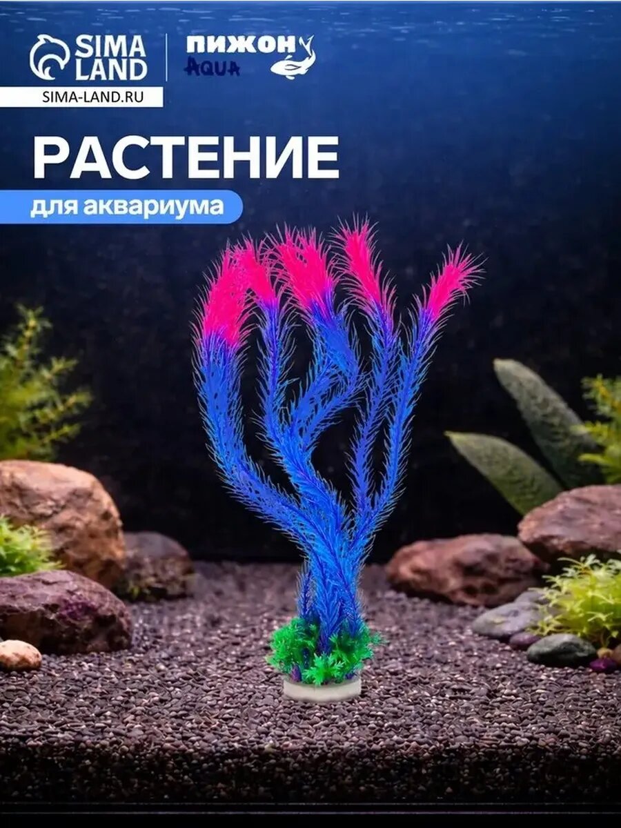 Аквариумное растение с синими листьями до 35 см