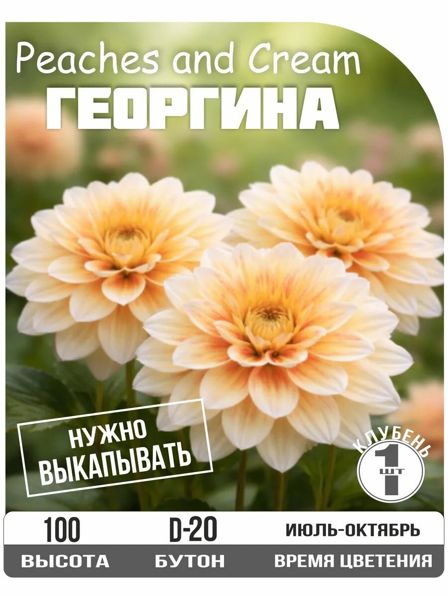 Георгины клубни многолетние Пичез энд Крим 1 шт. высота 100 см
