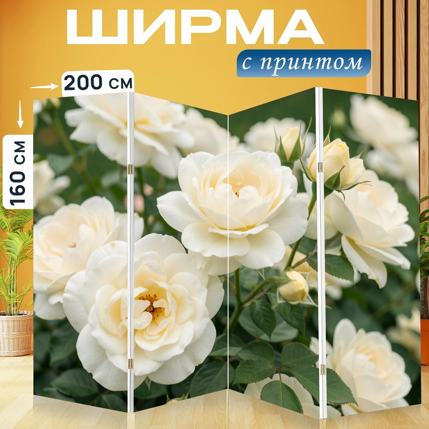 Ширма "Белые садовые розы. Нежные кремово-белые бутоны и распустившиеся цветы среди сочной зелени, мягкий." перегородка для зонирования комнаты с принтом 200x160 см. на холсте
