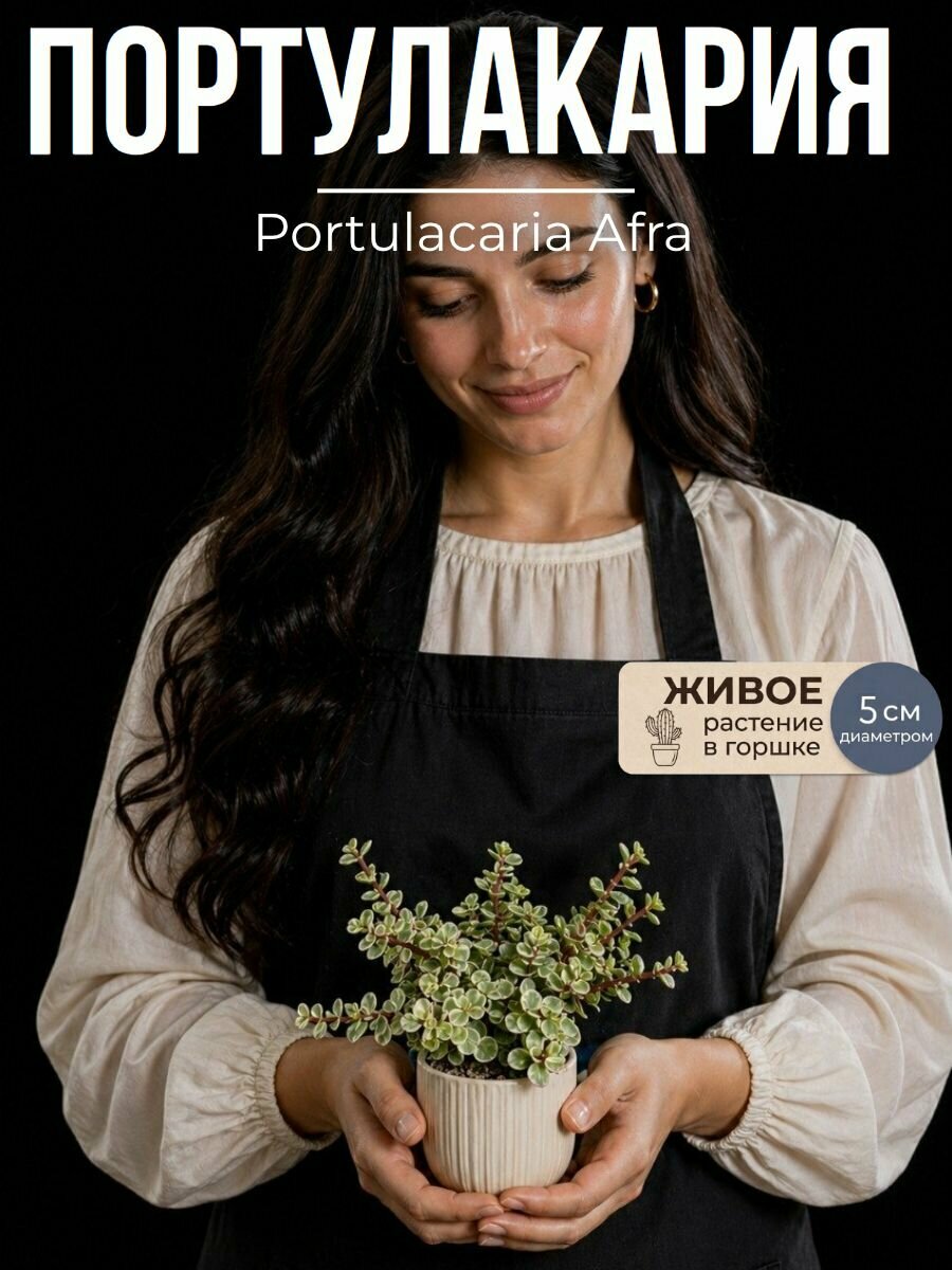 Портулакария Афра Вариегата (Portulacaria Afra Varigata) D5см, живой цветок