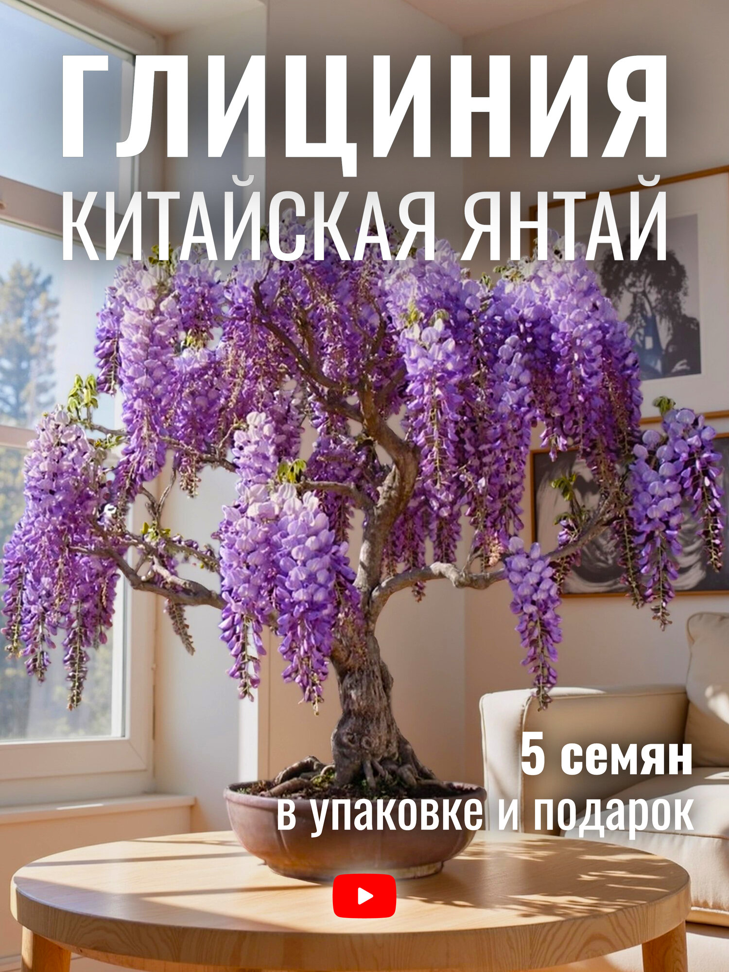 Глициния Китайская Янтай, Семена, 5 шт, семена садовых цветов, декоративная лиана