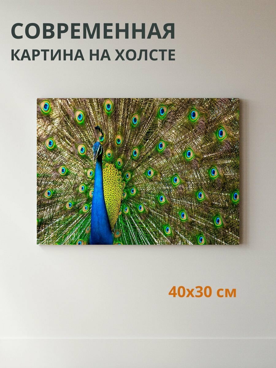 Картина на холсте Павлин 40x30 см
