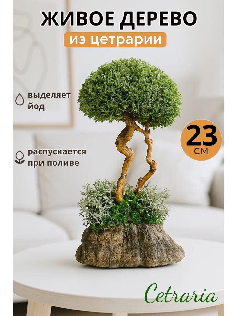 Дерево бонсай Cetraria, из мха, искусственный сухоцвет, 23 см