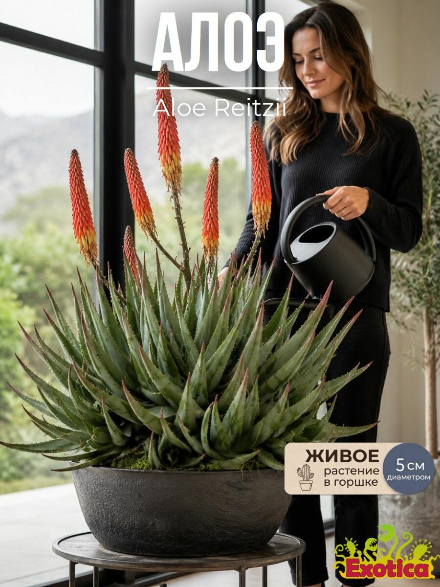 Алоэ Рейтзи, или Алоэ Рейтса (Aloe Reitzii) D5см, суккулент в горшке