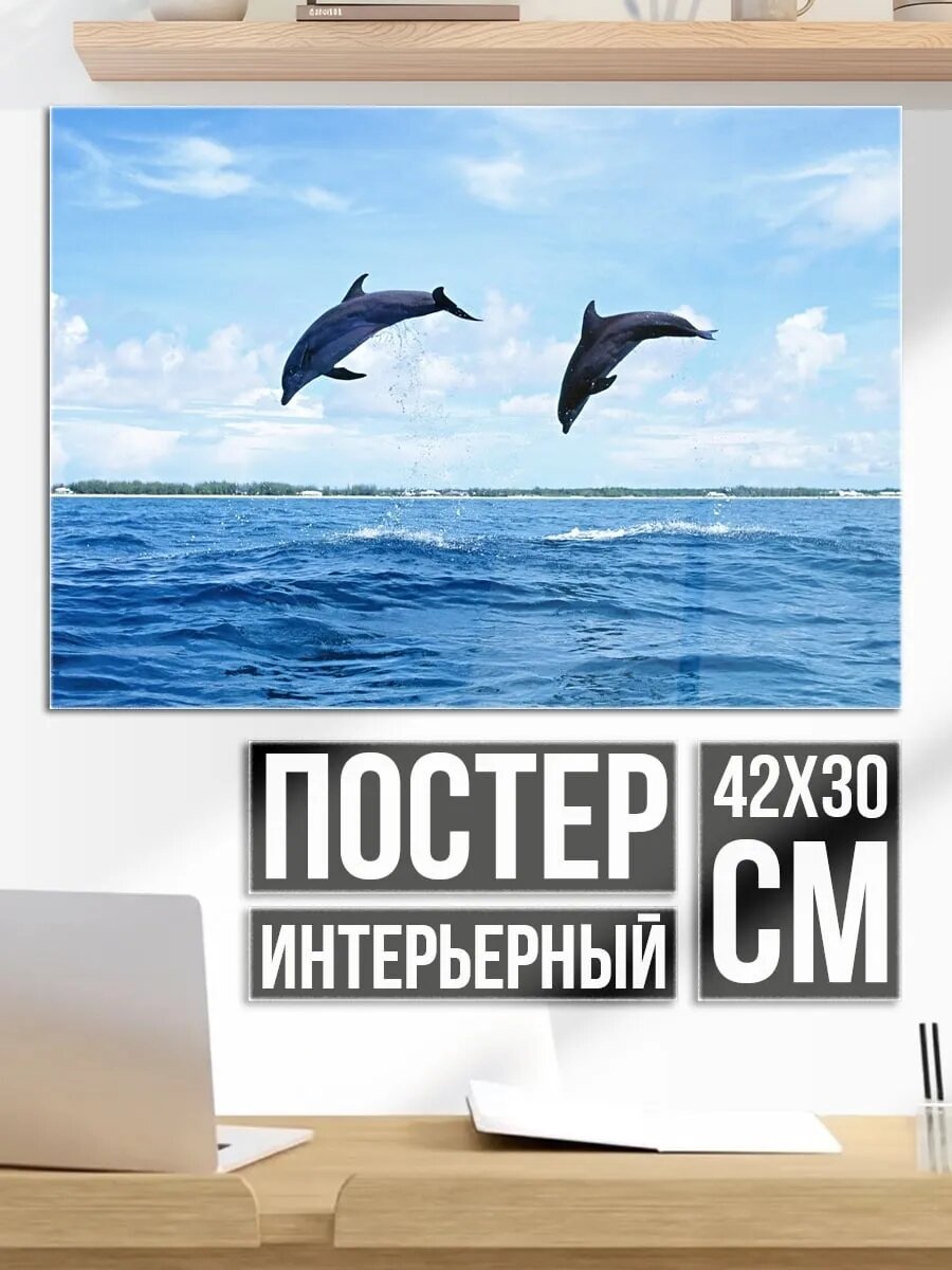 Плакат постер Дельфины в прыжке
