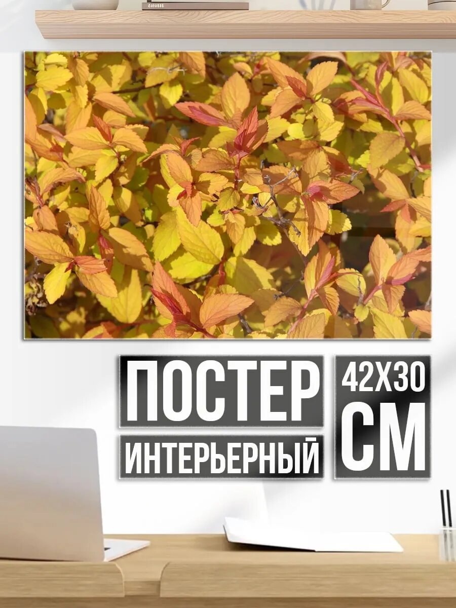 Плакат постер Золотая листва осенью
