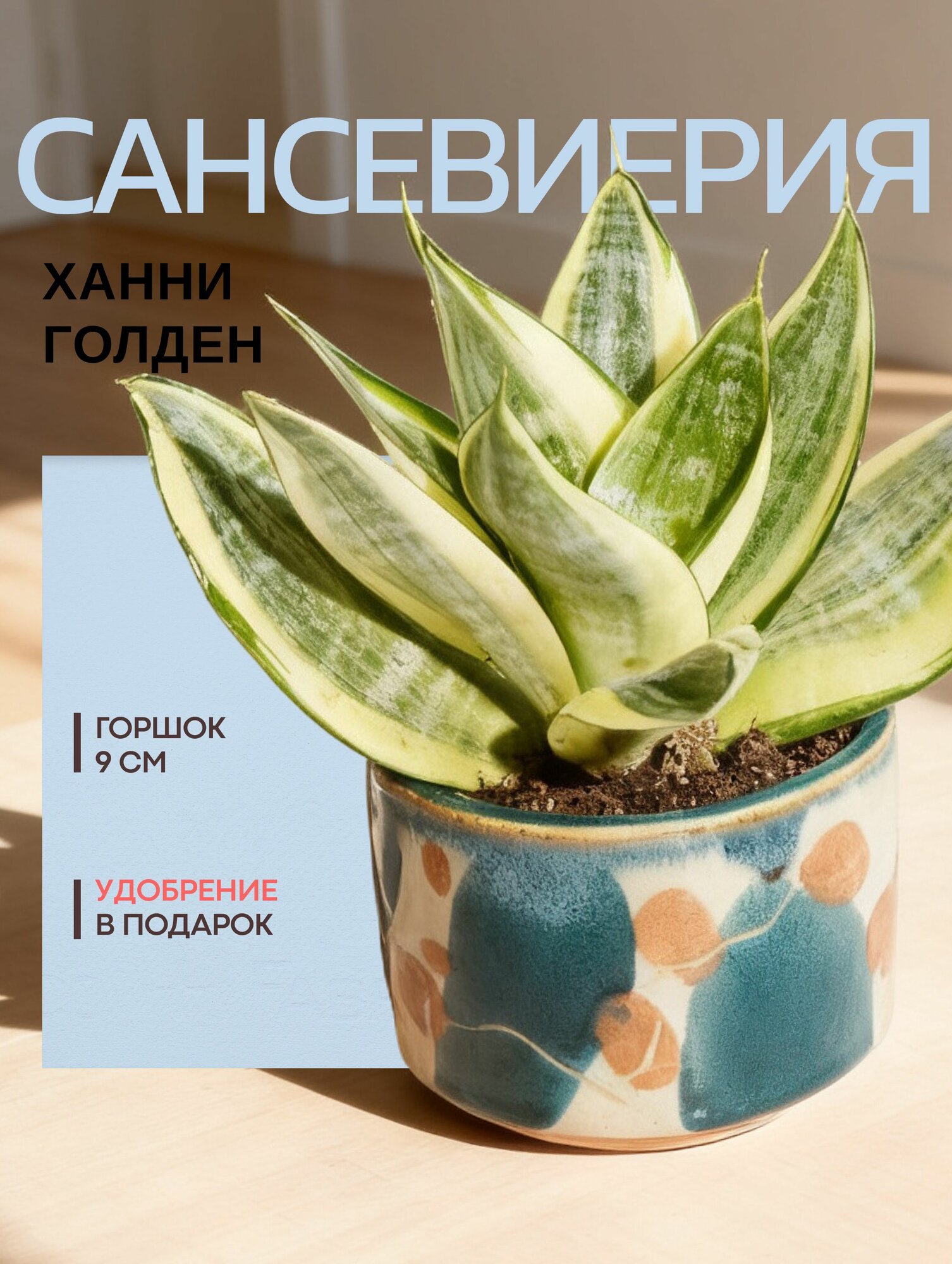 Сансевиерия Ханни Голден живое комнатное растение