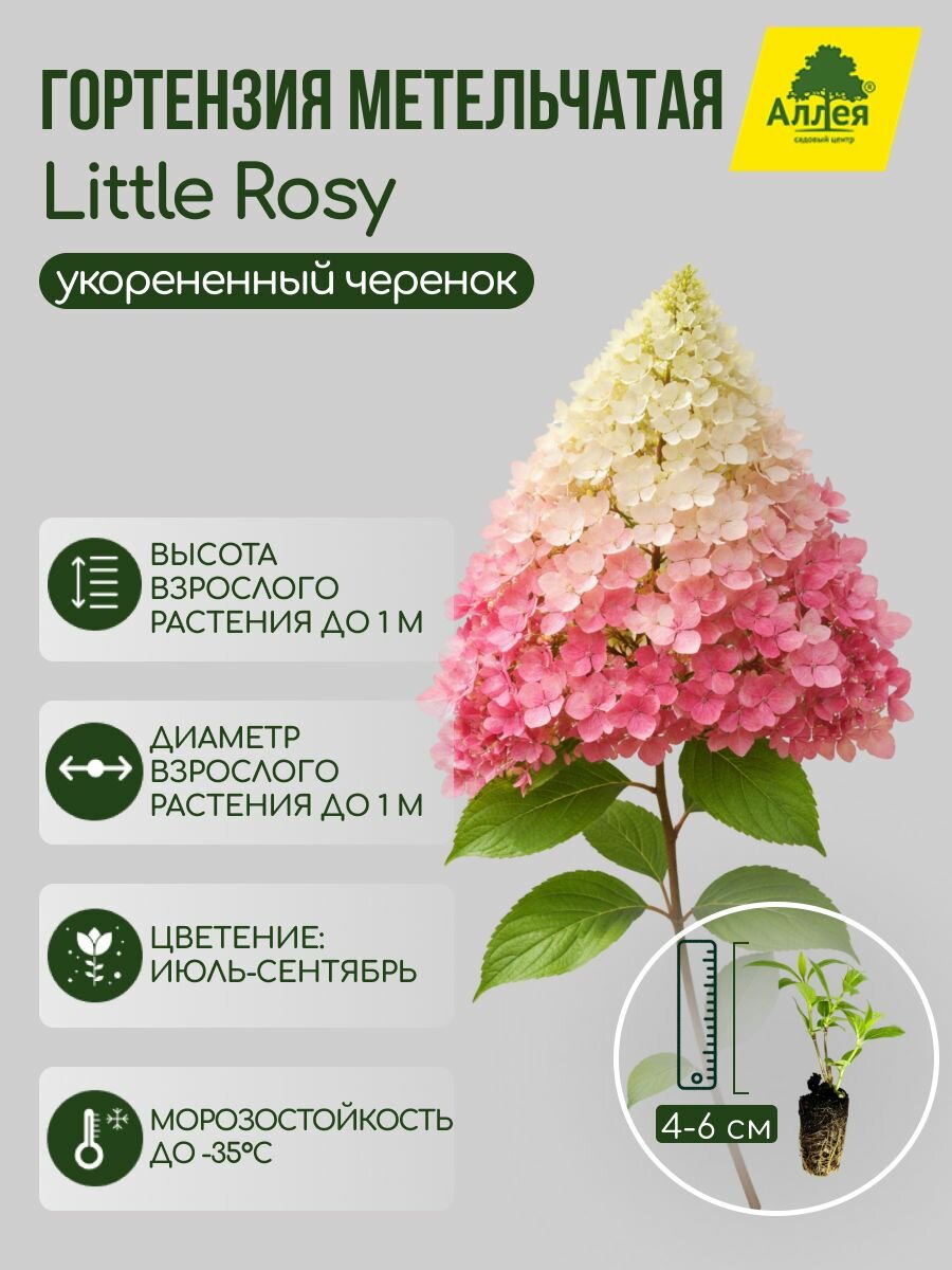 Гортензия метельчатая Little Rosy укорененный черенок 1шт