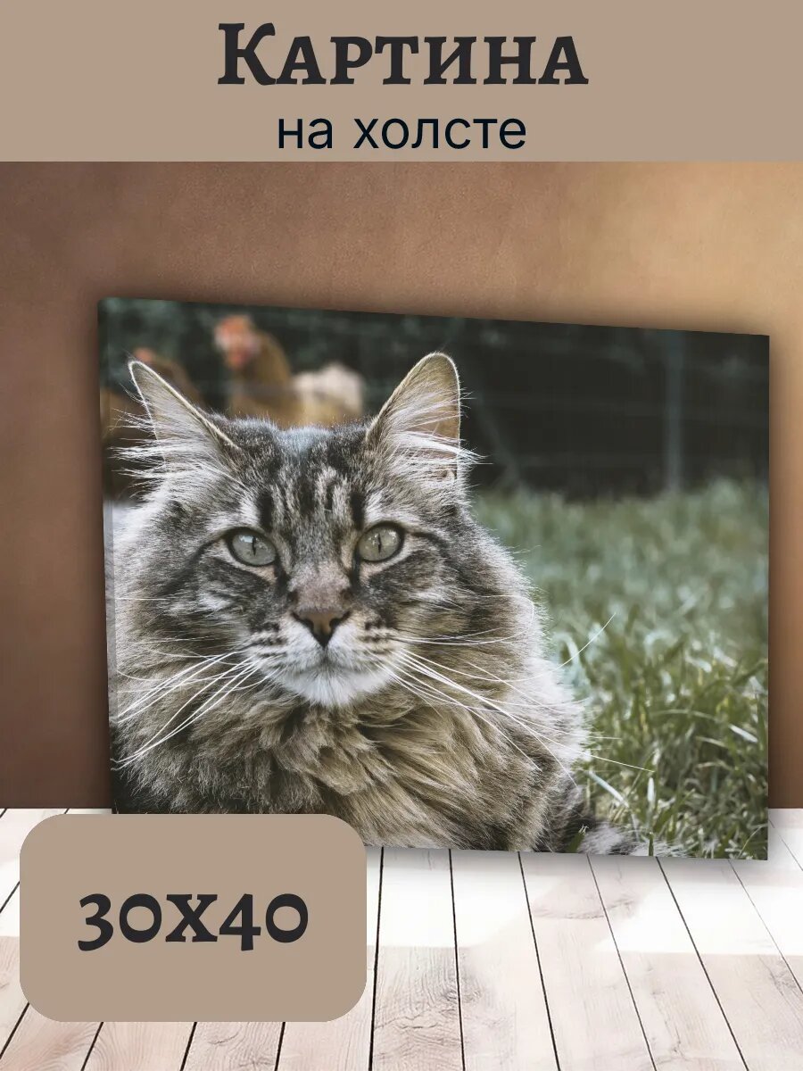 Картина Кот Кошка Cat 30x40 пушистый полосатый тигровый