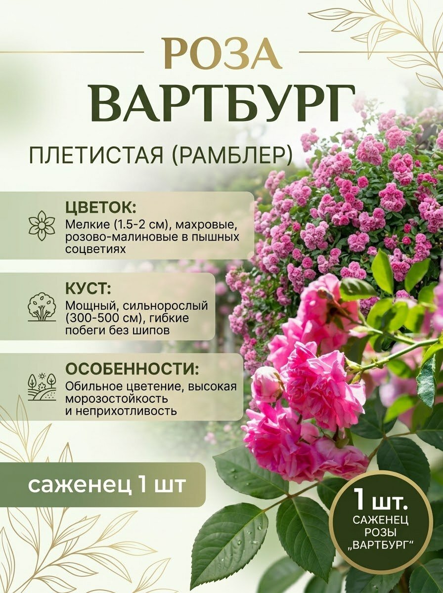 Роза плетистая саженец Вартбург