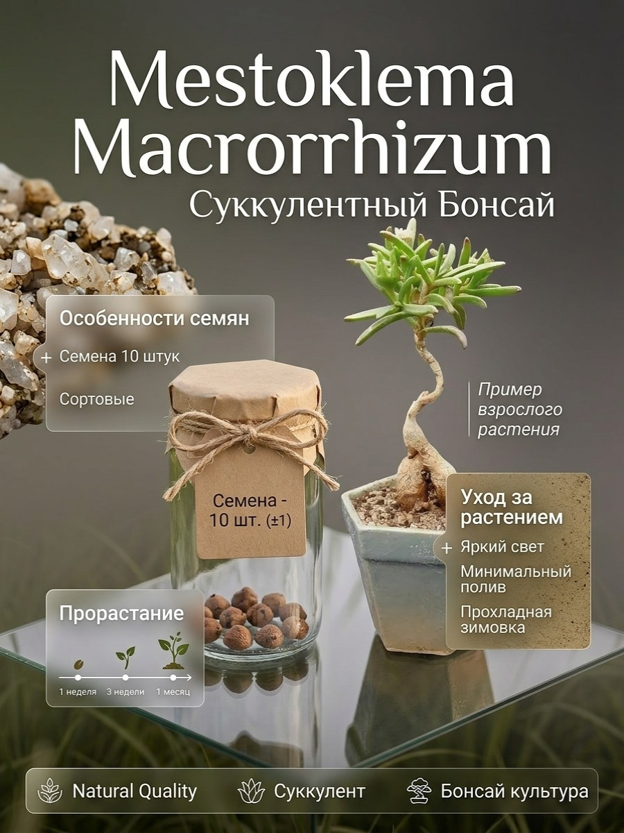 Mestoklema Macrorrhizum, семена 20 штук, суккулент местоклема крупнокорневищная