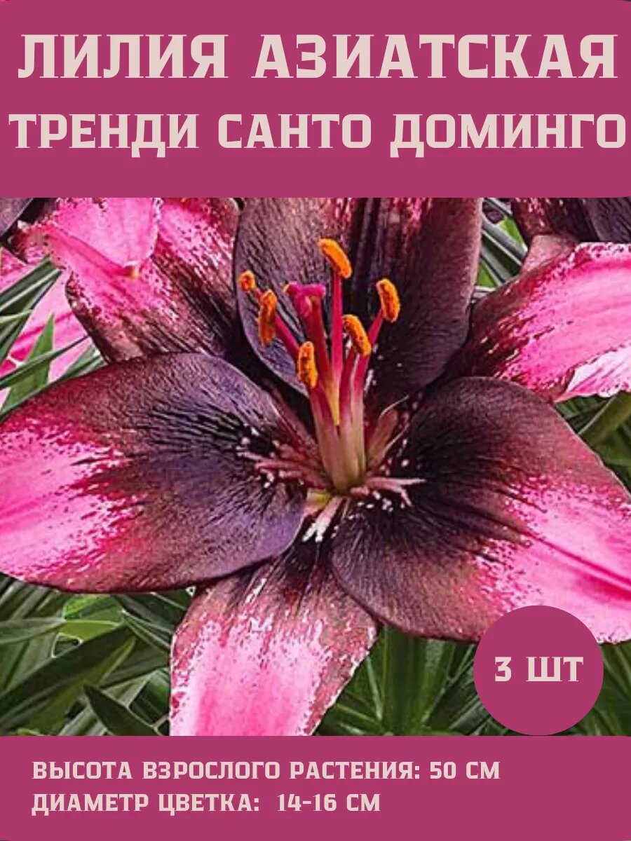 Лилия Азиатская Тренди Санто Доминго