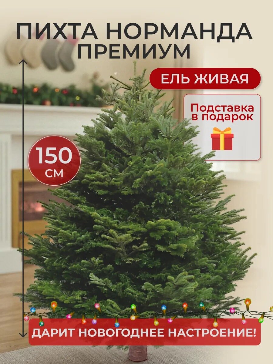 Датская Пихта Нордмана Живая Елка новогодняя 150 см для дома, квартиры и офиса
