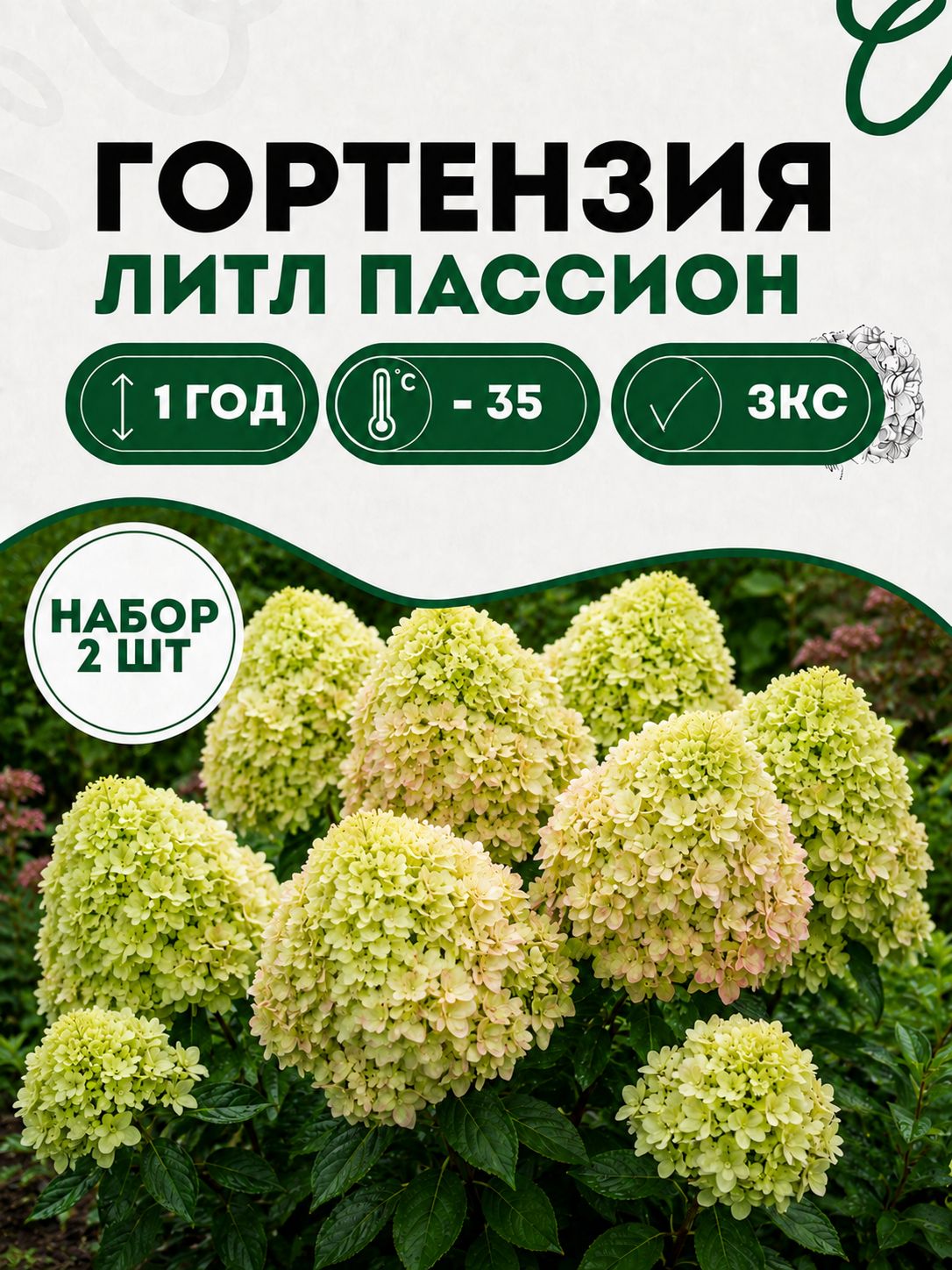 Гортензия P9 Литл Пассион 2 шт. Саженец с ЗКС в горшке! Идеально для сада!