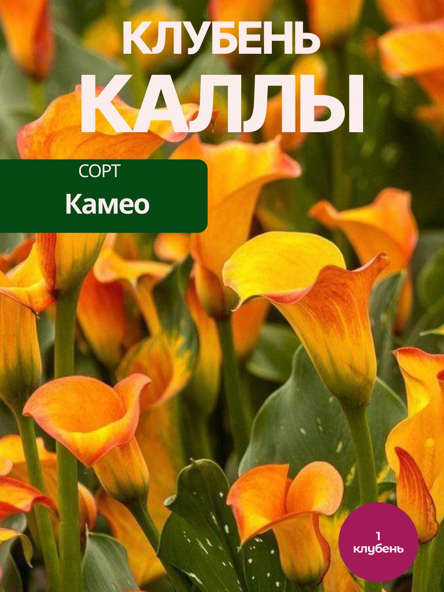 Калла Камео, 1шт