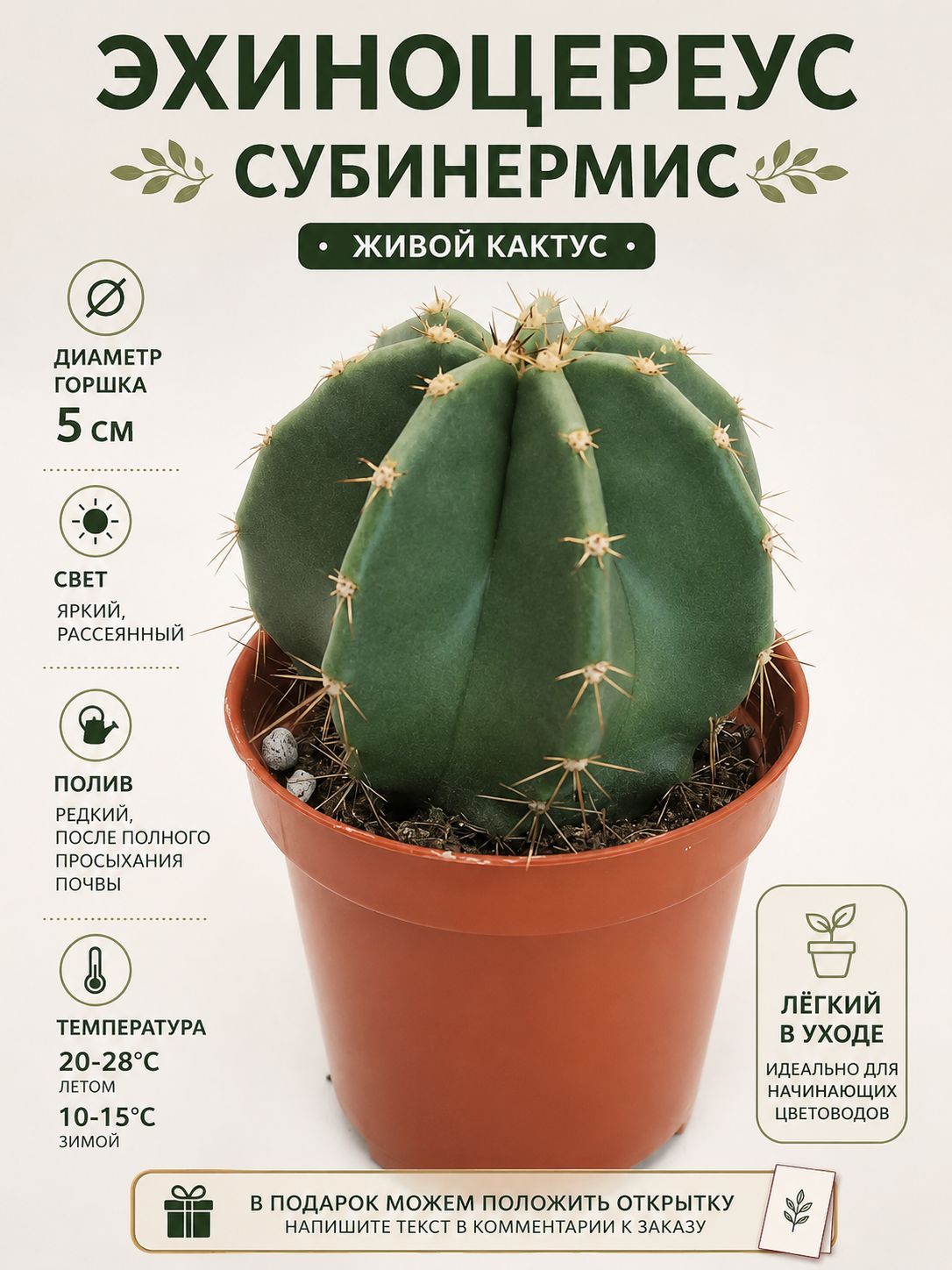 Эхиноцереус Субинермис (Subinermis), кактус живой, D-5 и открытка