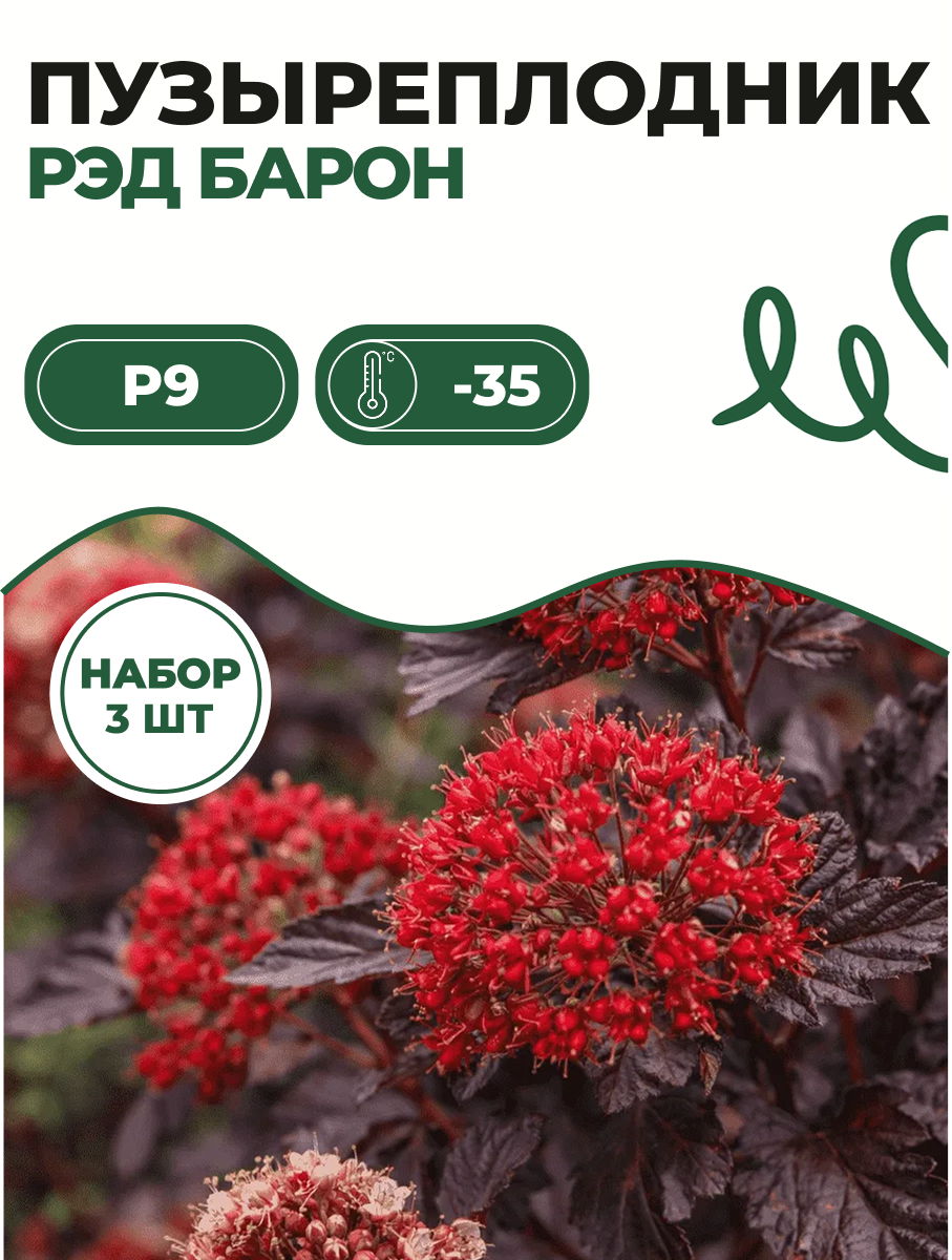 Пузыреплодник Рэд Барон 3 шт. Саженец с ЗКС в горшке! Идеально для сада!