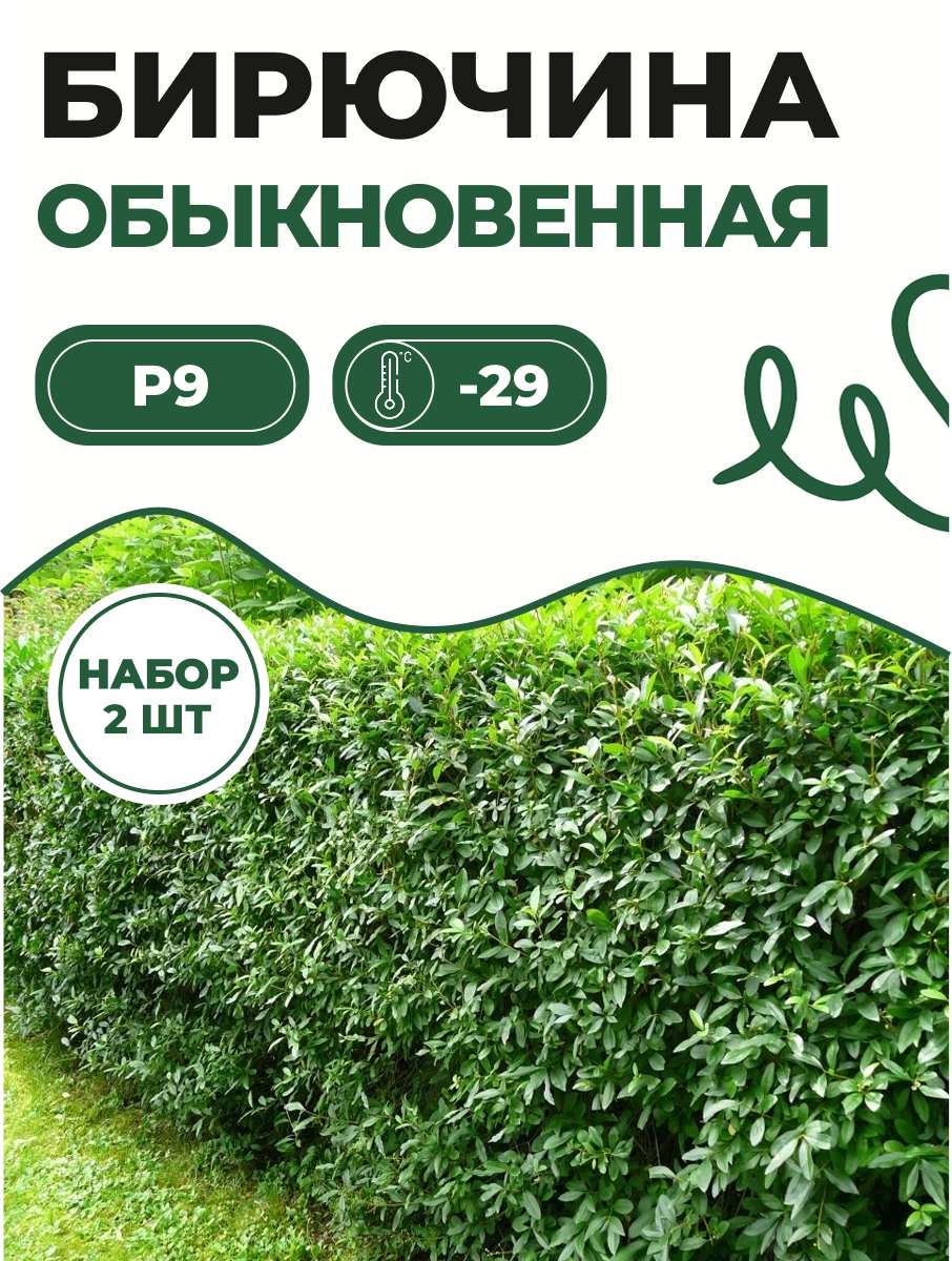 Бирючина Обыкновенная 2 шт. Саженец с ЗКС в горшке! Идеально для сада!