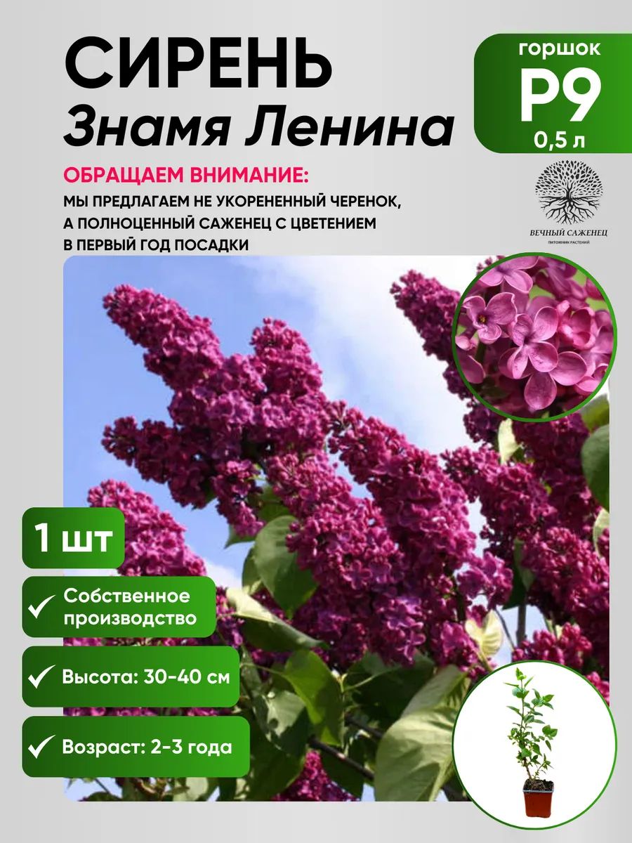 Сирень обыкновенная Знамя Ленина, саженец для сада и дачи, декоративное растение для посадки