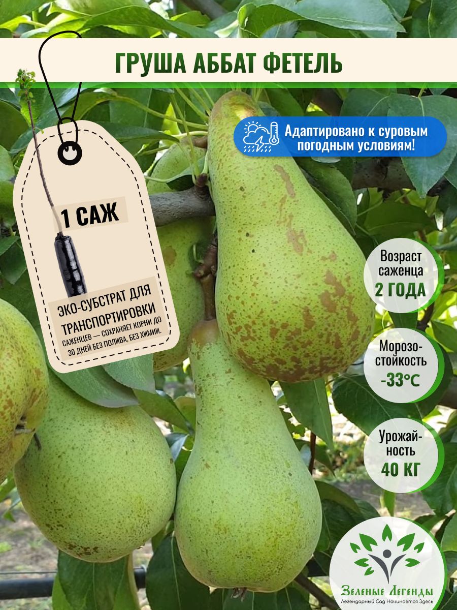 Груша саженец Аббат Фетель