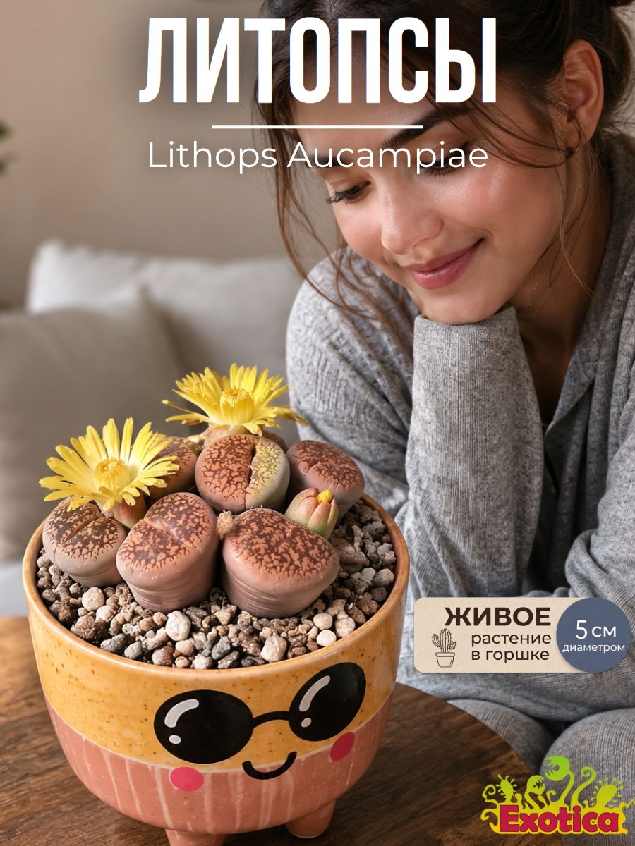 Литопсы Аукамп Буро-Коричневые (Lithops Aucampiae) D5см, живое растение
