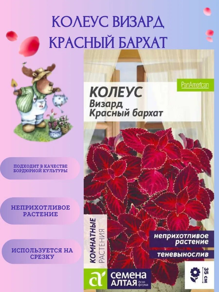 Колеус Визард Красный бархат 5 семян/
