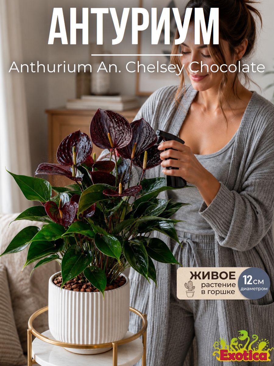 Антуриум Челси Шоколад (Anthurium Andreanum Chelsey Chocolate) D12см, живое растение