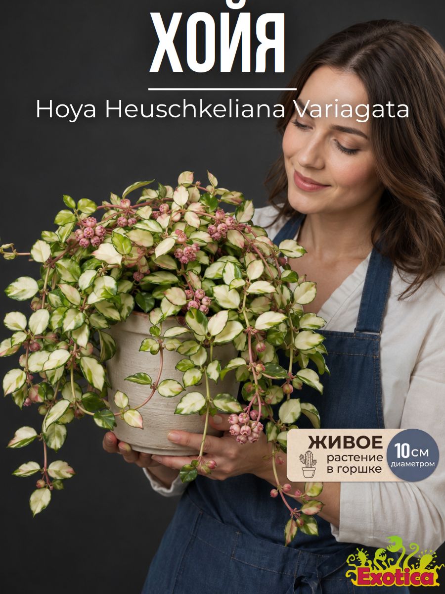 Хойя Хешкелиана Вариегатная (Hoya Heuschkeliana Variagata) D10см, домашнее растение