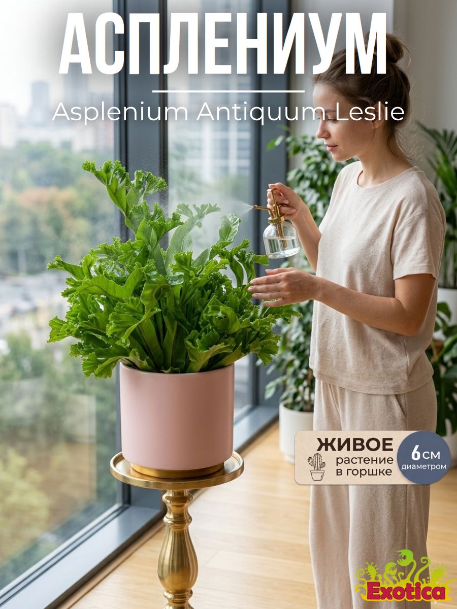 Асплениум Лесли (Asplenium Antiquum Leslie) D6см, живой цветок