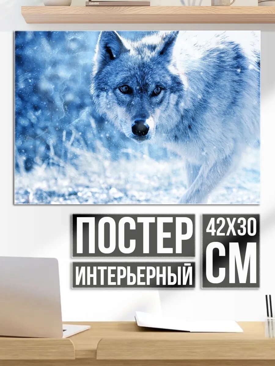 Плакат постер Зимний волк