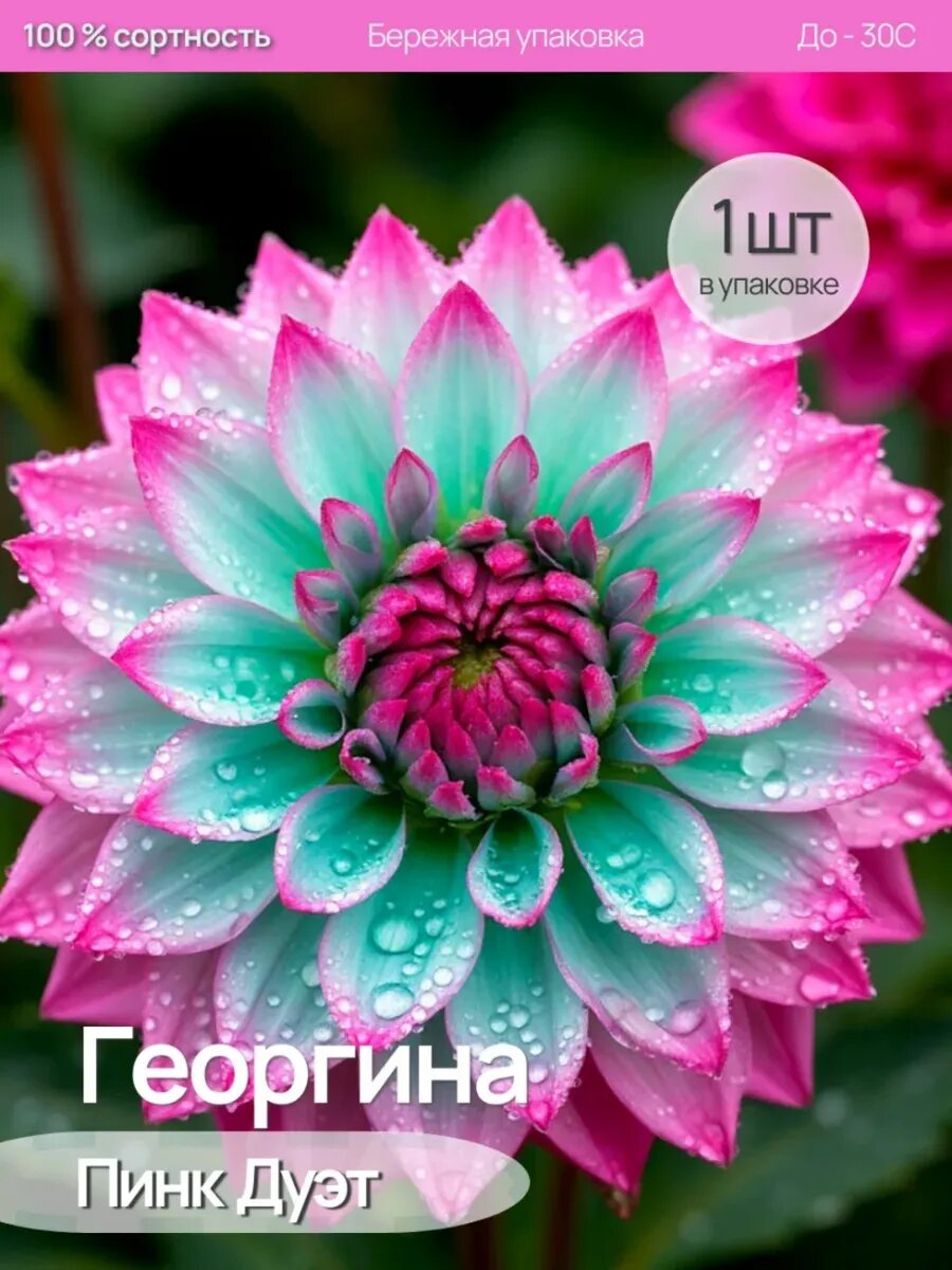 Георгины клубни "Пинк Дуэт", розовый цвет, многолетние, высота 100 см