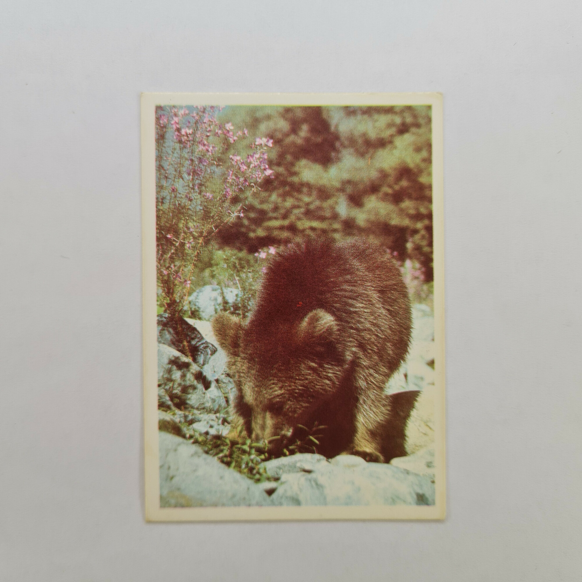 Карманный календарик СССР 1990. Медвежонок в лесу, животные. Советский календарь коллекционный