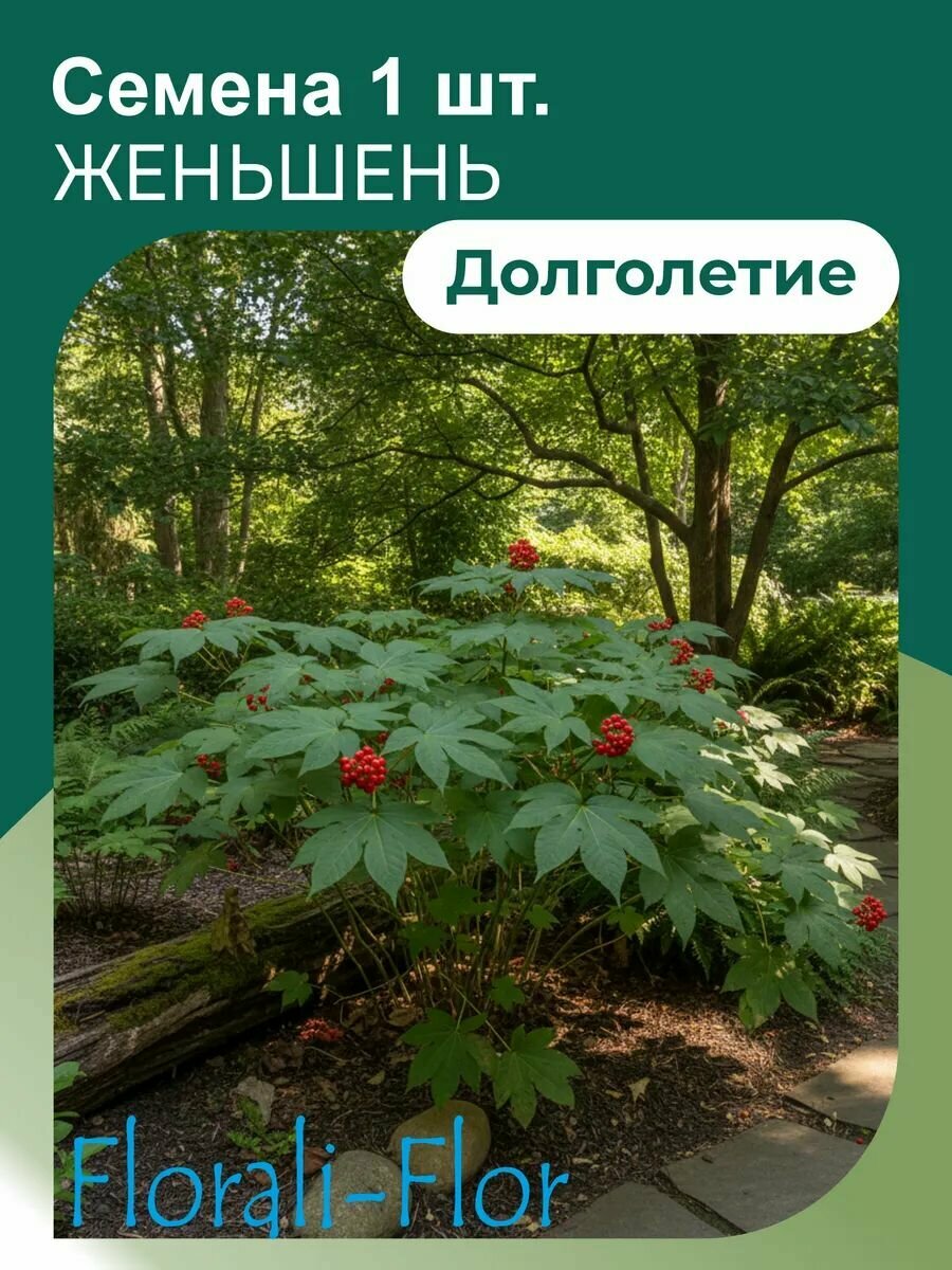 Женьшень Семена