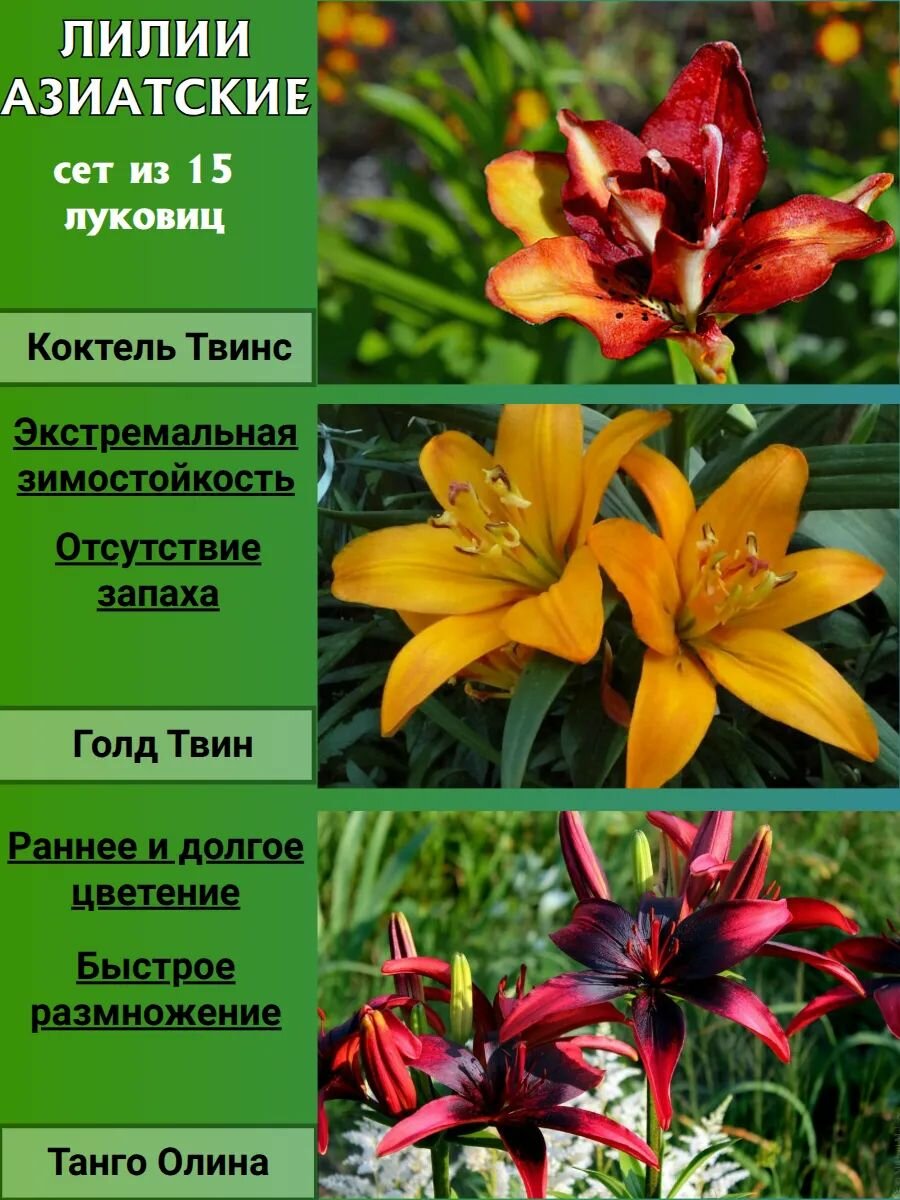 Луковицы лилий азиатских, сет из 3 сортов (по 5 шт.)