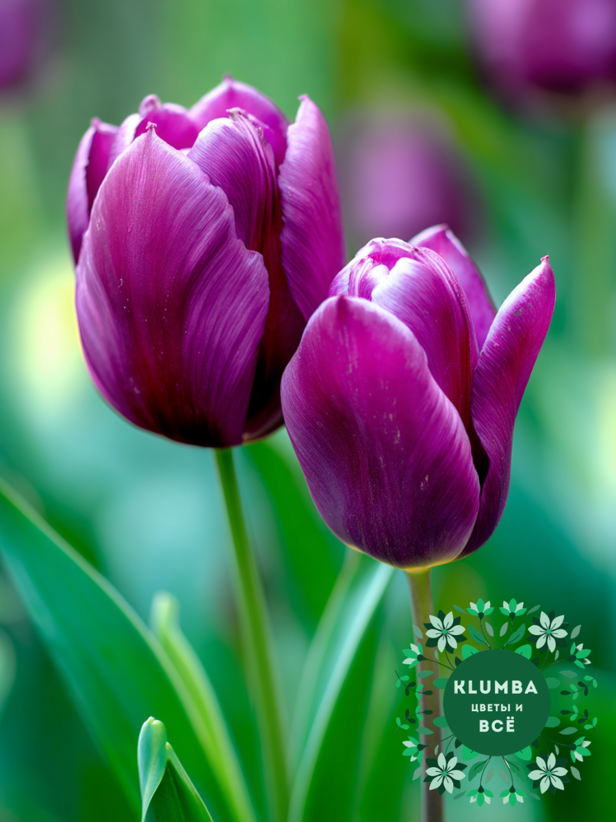 Луковицы цветов, Клумба, Тюльпан PURPLE PRINCE (2 луковицы), пурпурный/фиолетовый