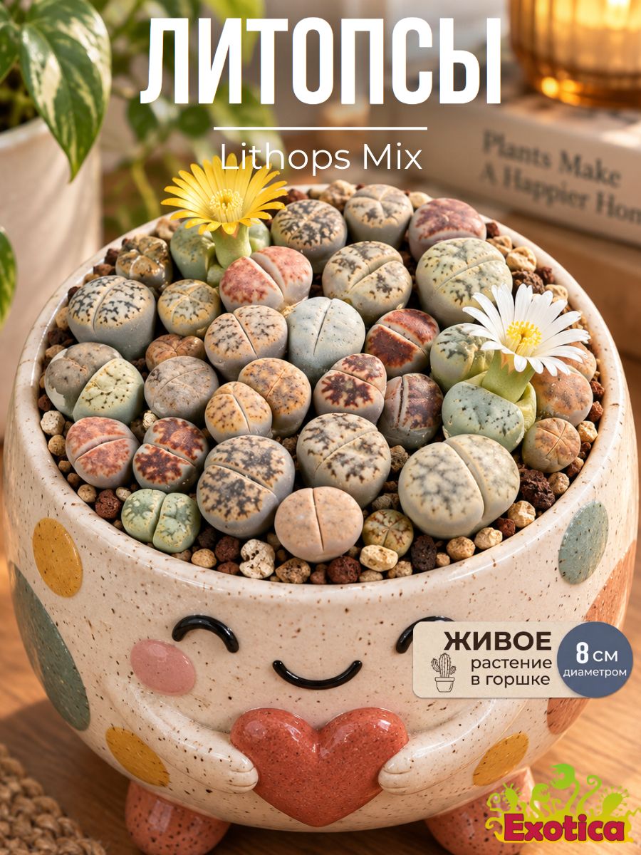 Литопсы Микс (Lithops Mix) D8см, живые камни