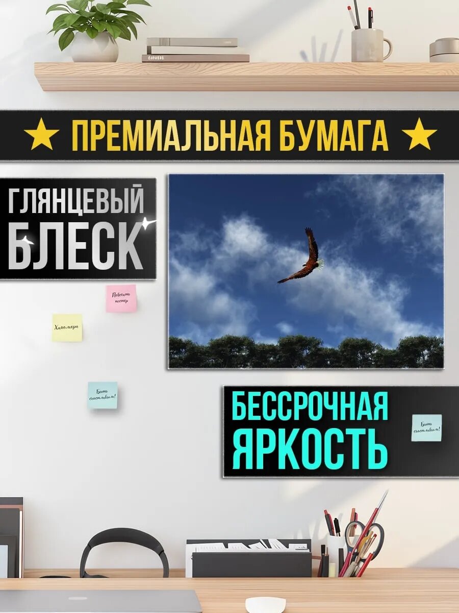 Плакат постер Орел в небе — фото 1