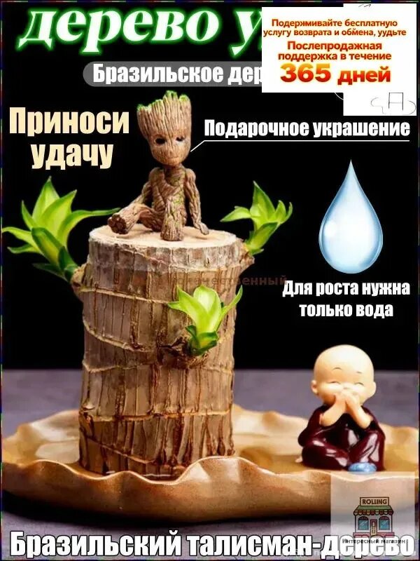 Бамбук удачи с фигуркой Грута живое комнатное растение в воде, стильный декор для дома и офиса, идеальный подарок на счастье и благополучие-