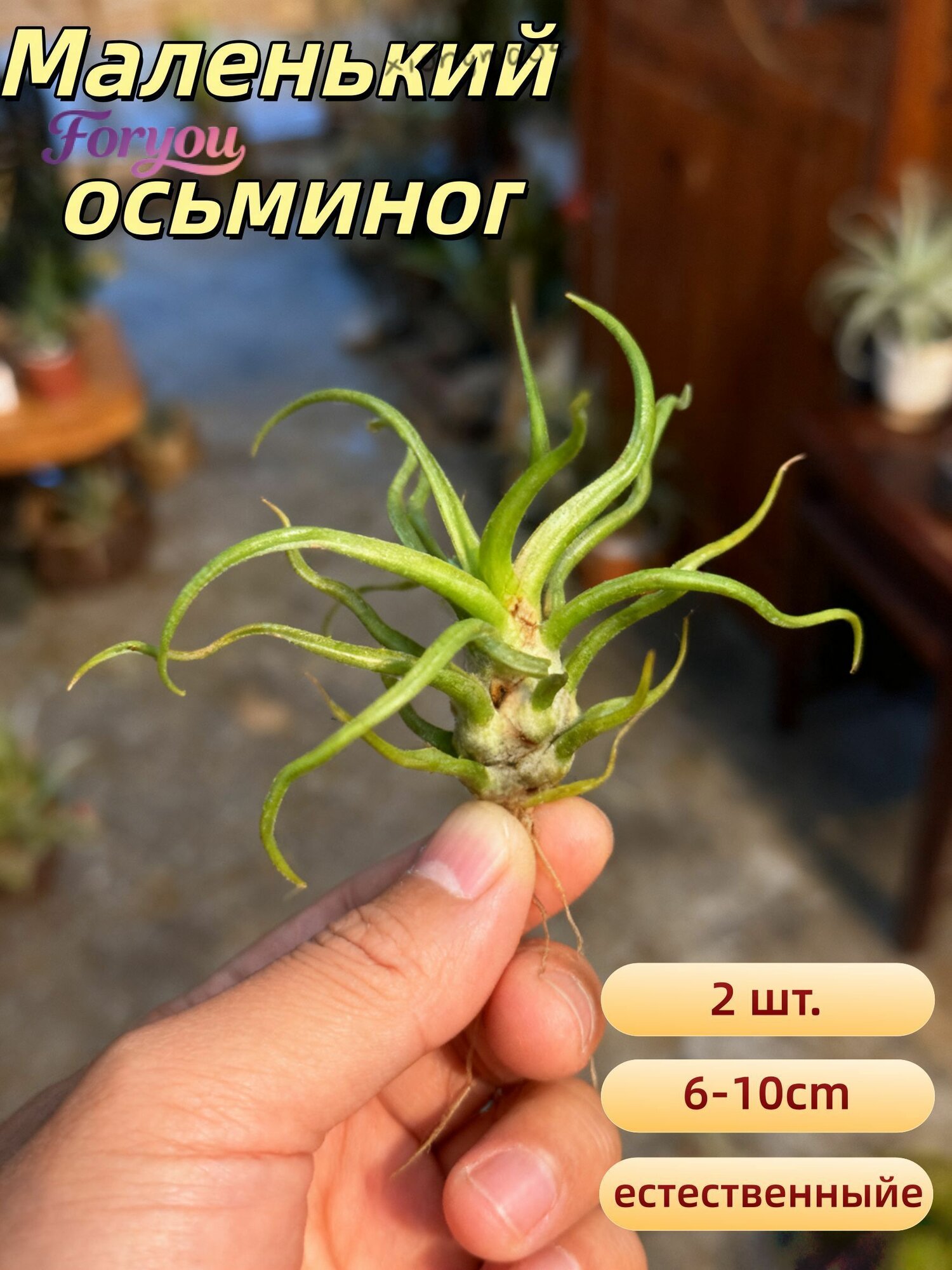 Комнатные растения: очистка воздуха, декор, легкий уход
