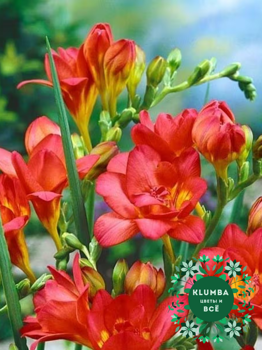 Луковицы цветов , Клумба , Фрезия DOUBLE RED ( 5 луковиц ), красный