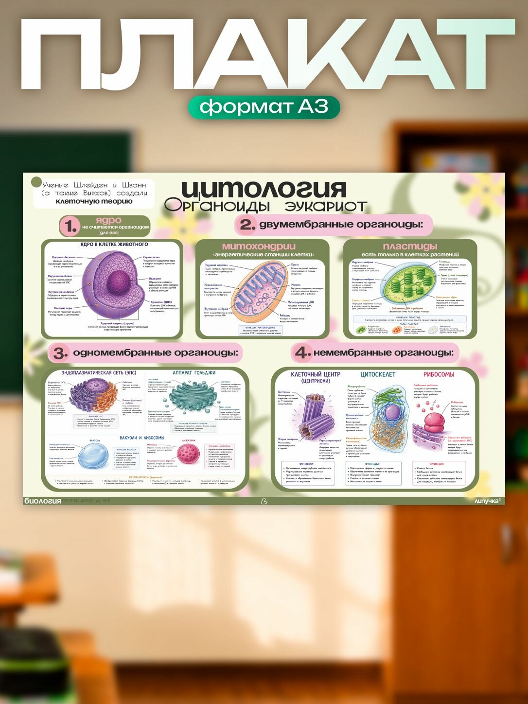 Постеры школьные биология Цитология Органоиды