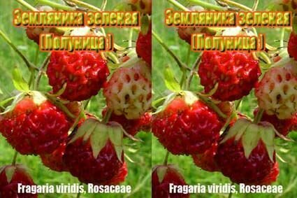 Семена зелёной земляники Полуница